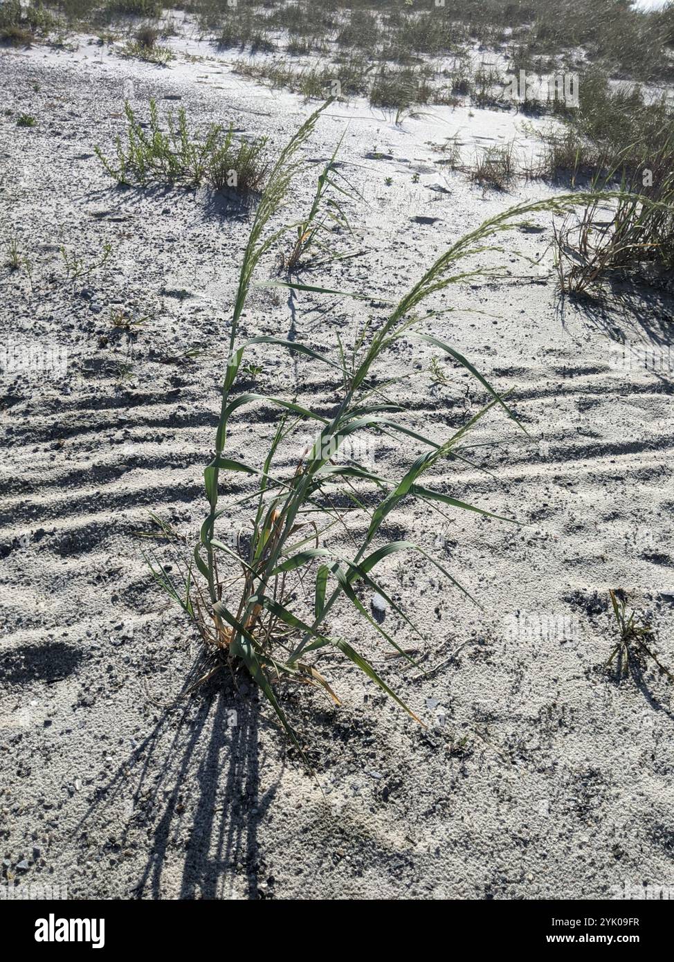 Bitter panicgrass hi-res stock photography and images - Alamy