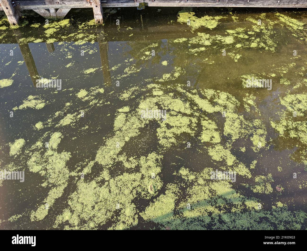 greater duckweed (Spirodela polyrhiza Stock Photo - Alamy