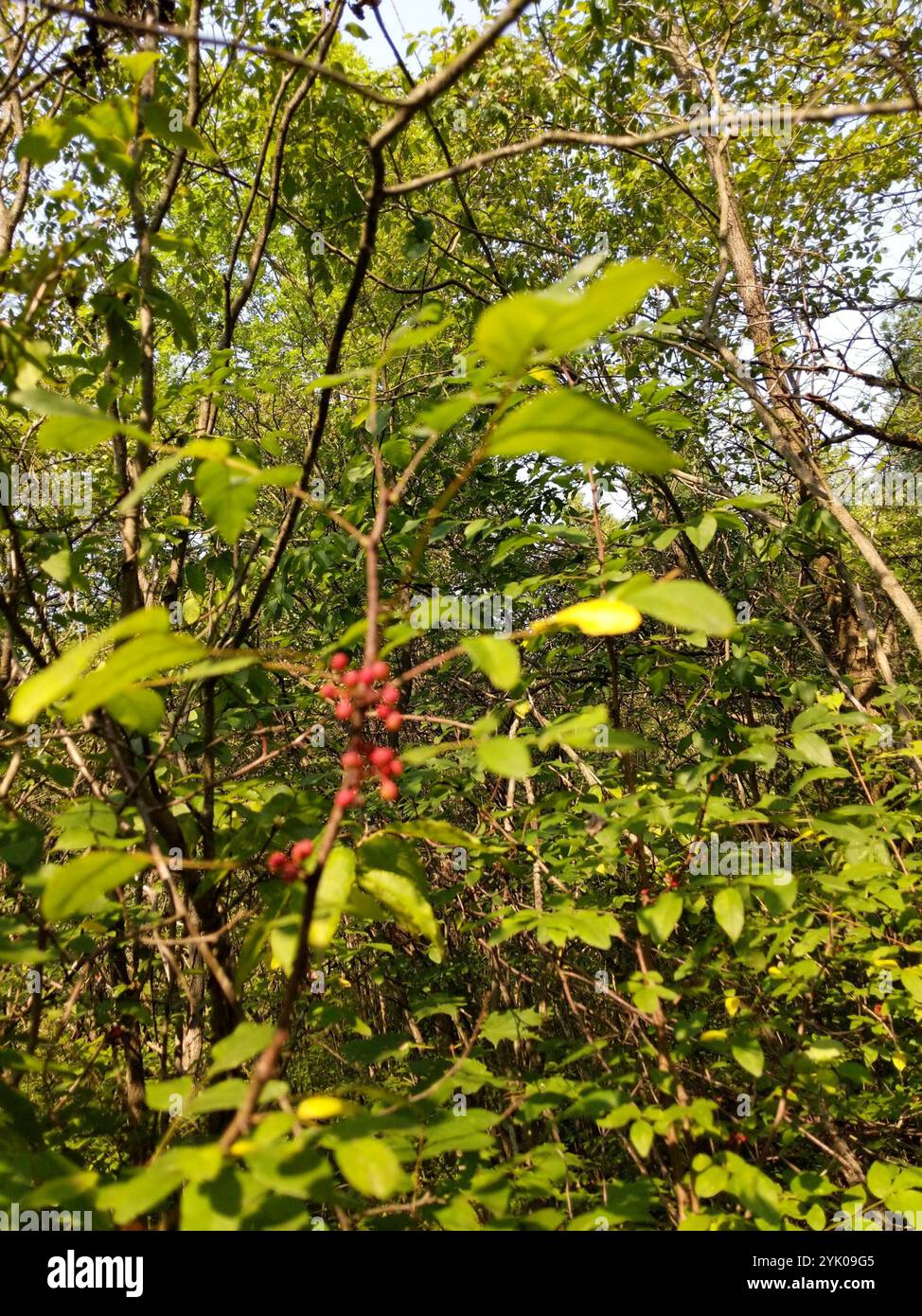common prickly ash (Zanthoxylum americanum Stock Photo - Alamy