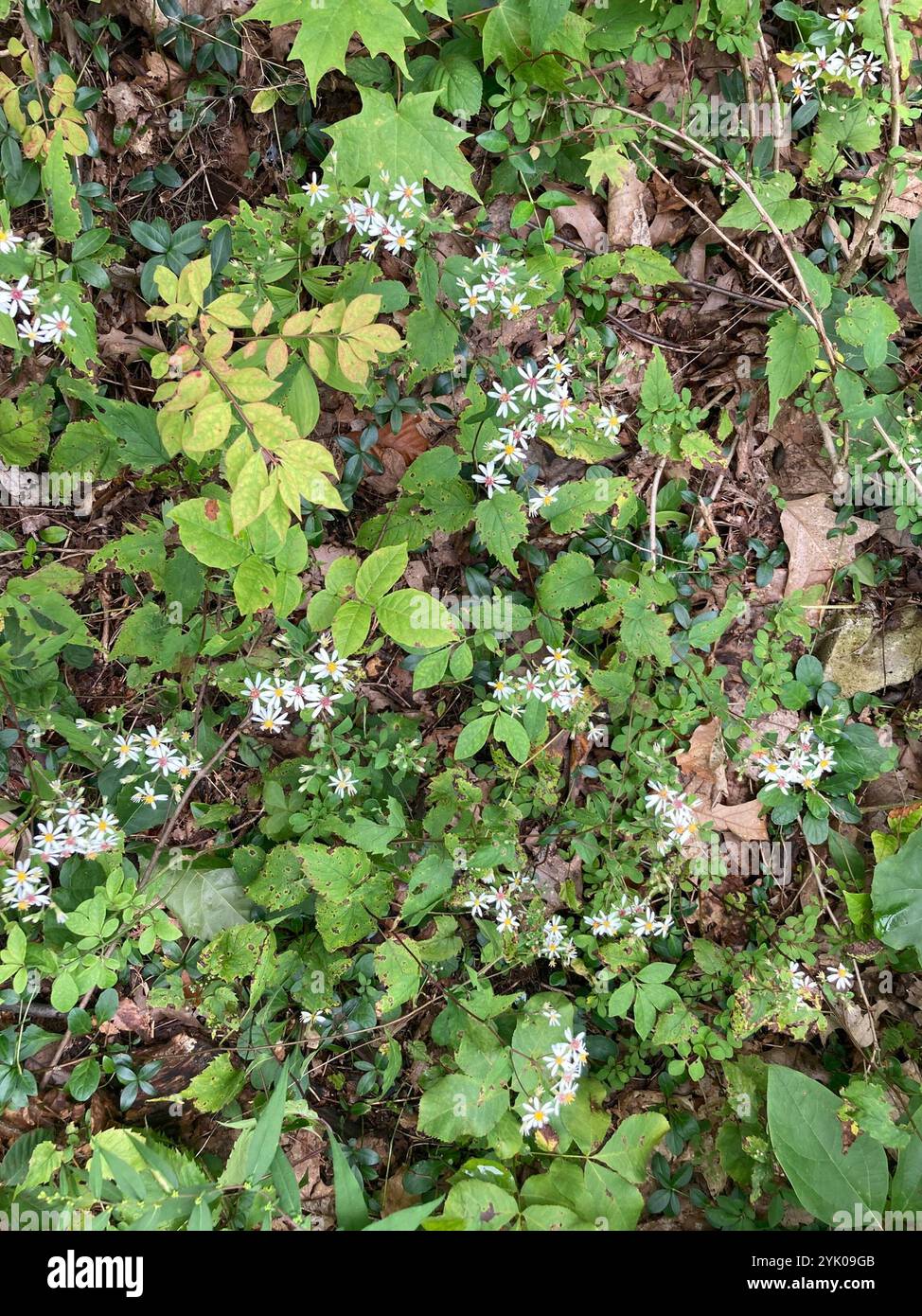wood asters (Eurybia Stock Photo - Alamy