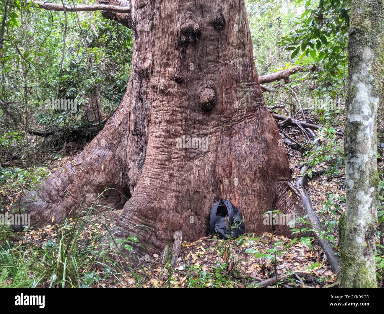 Eucalyptus microcorys hi-res stock photography and images - Alamy