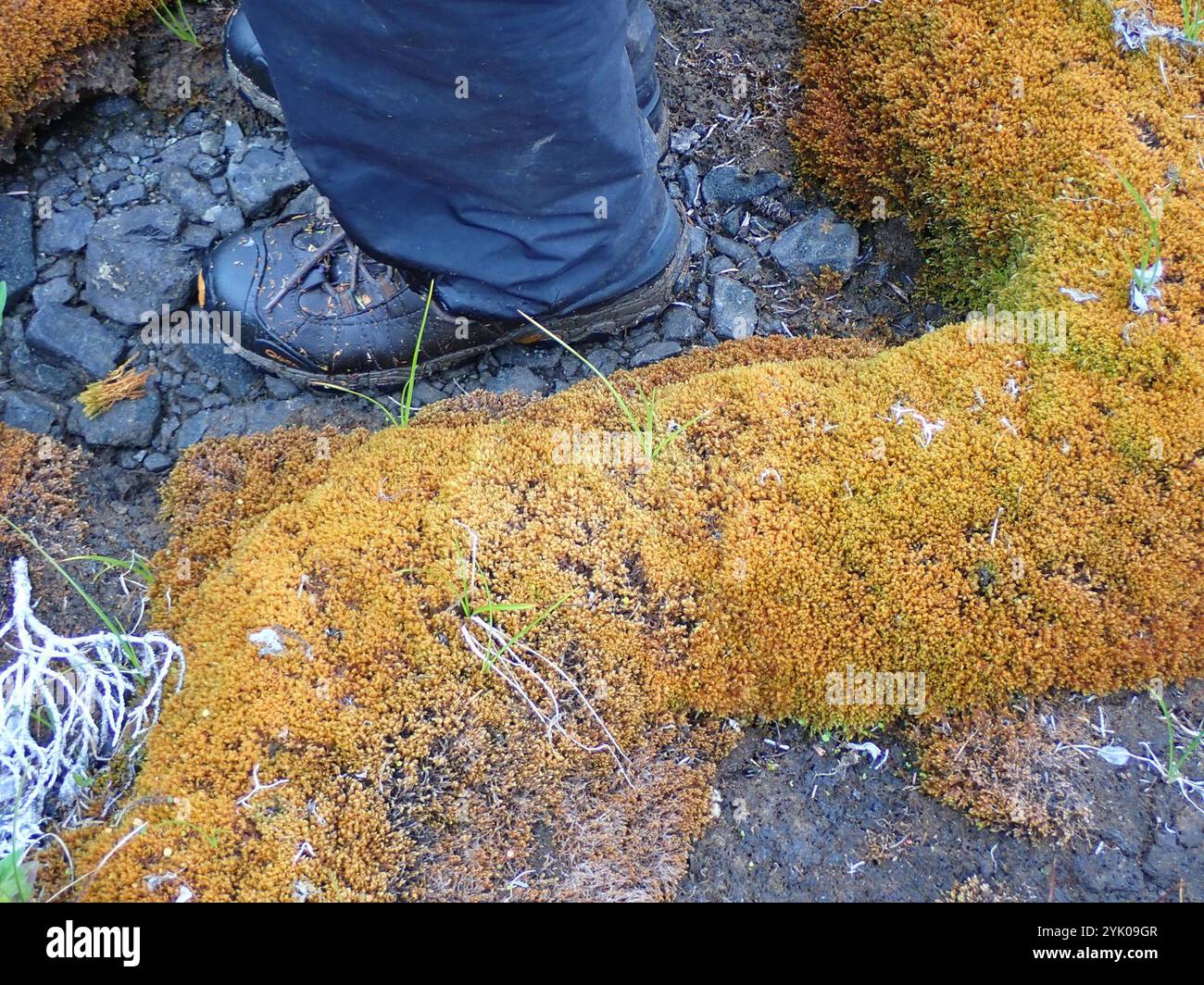 Hook moss hi-res stock photography and images - Alamy