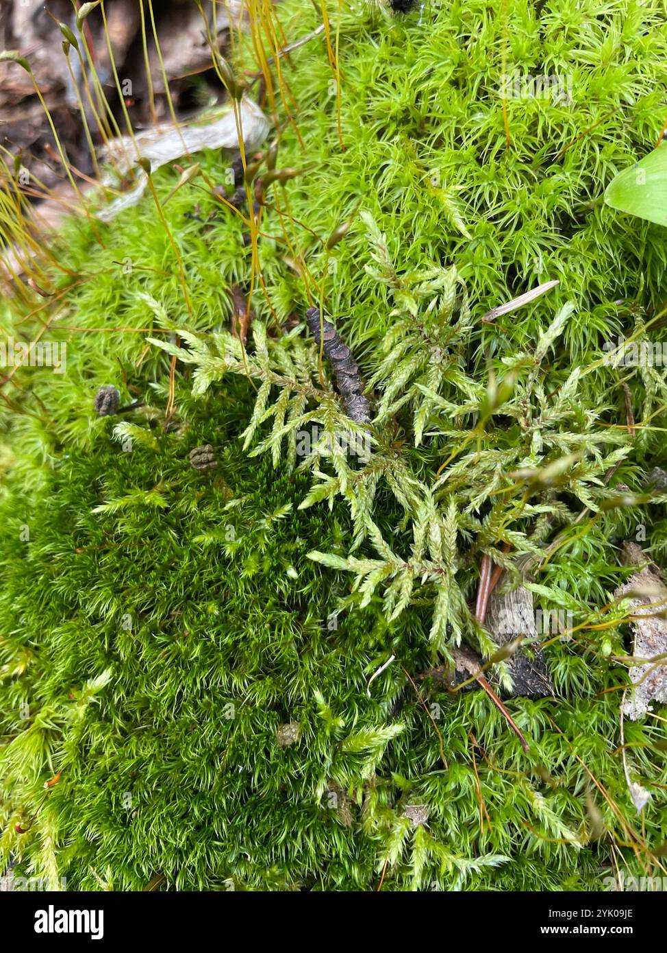 Red stemmed moss hi-res stock photography and images - Alamy