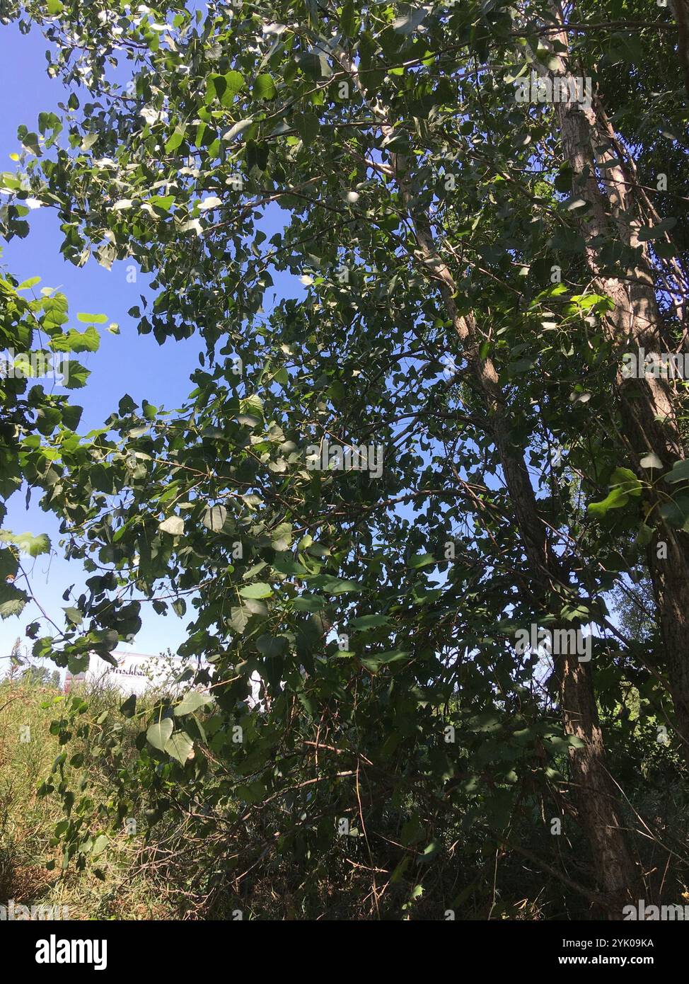 Eastern Cottonwood (Populus deltoides Stock Photo - Alamy