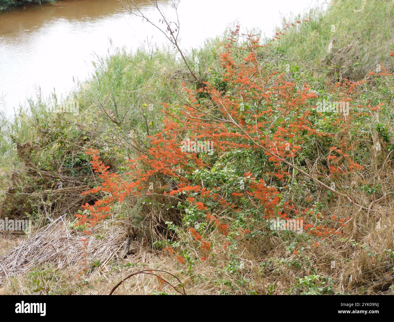 flame-creeper (Combretum microphyllum Stock Photo - Alamy