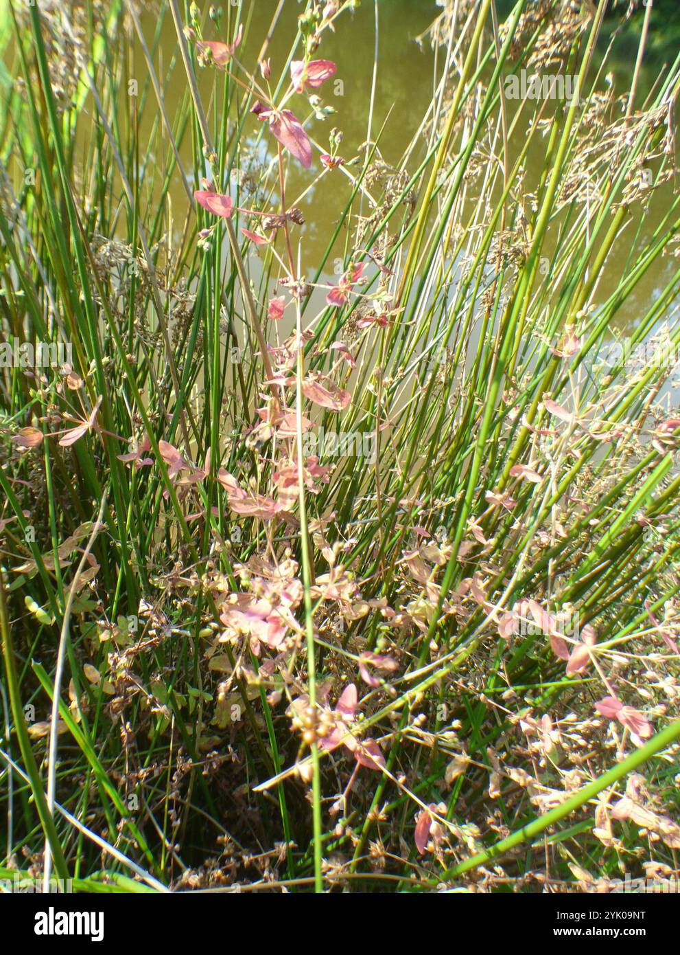 Dwarf hypericum hi-res stock photography and images - Alamy