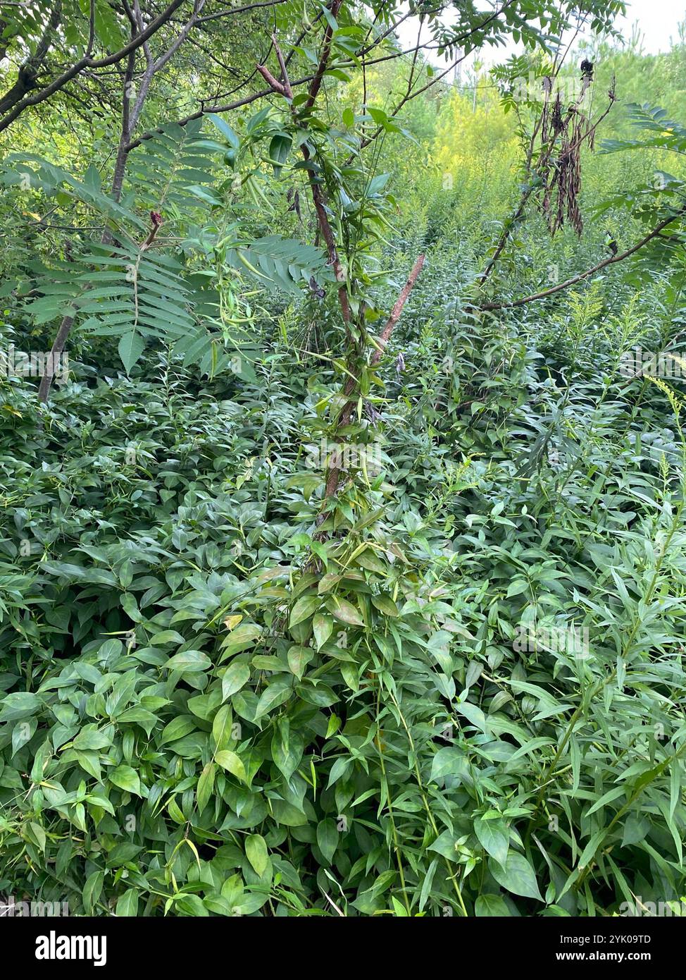 Strangling vines hi-res stock photography and images - Alamy