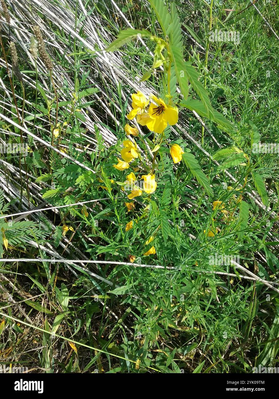 partridge pea (Chamaecrista fasciculata Stock Photo - Alamy