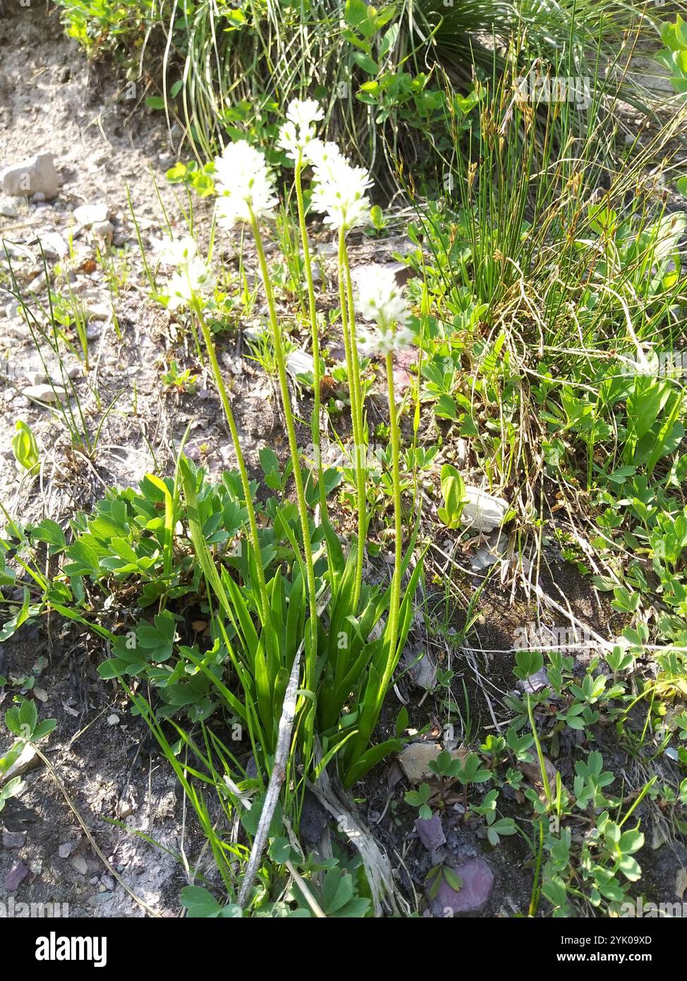 Sticky False Asphodel (Triantha glutinosa Stock Photo - Alamy