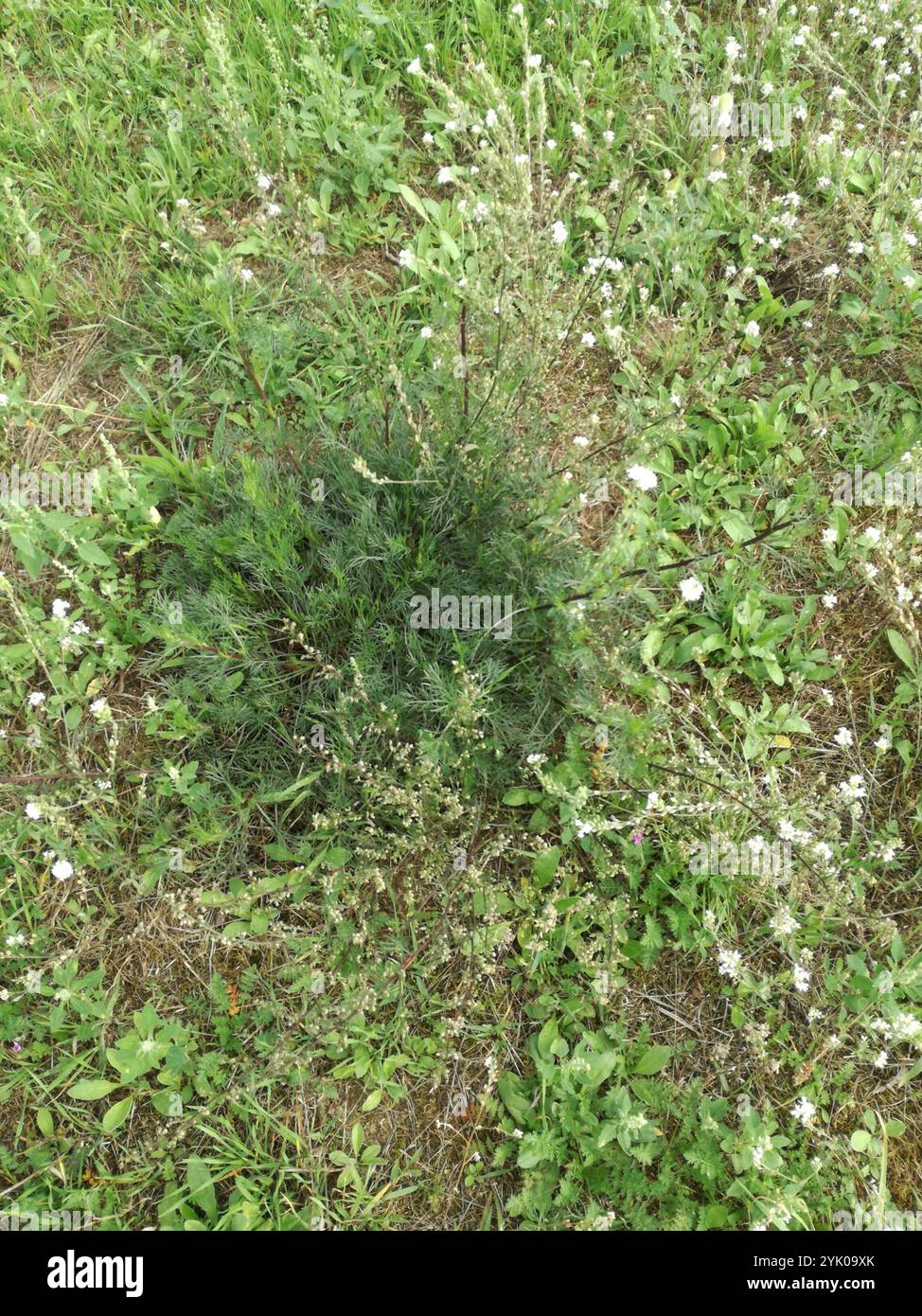 Field Sagewort (Artemisia campestris Stock Photo - Alamy