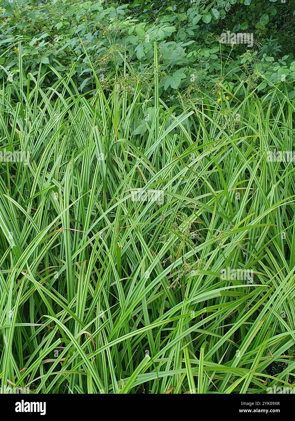 Wood Club-rush (Scirpus sylvaticus Stock Photo - Alamy