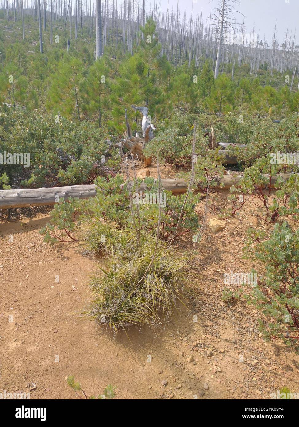 knobcone pine (Pinus attenuata Stock Photo - Alamy