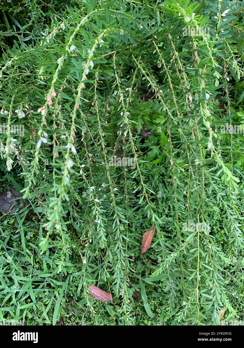 Chinese bushclover (Lespedeza cuneata Stock Photo - Alamy