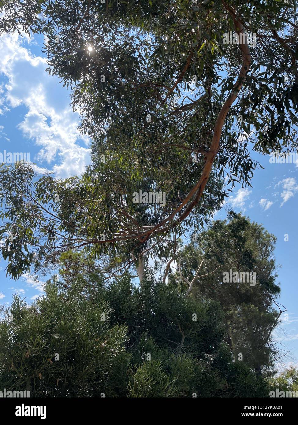 sugar gum (Eucalyptus cladocalyx Stock Photo - Alamy