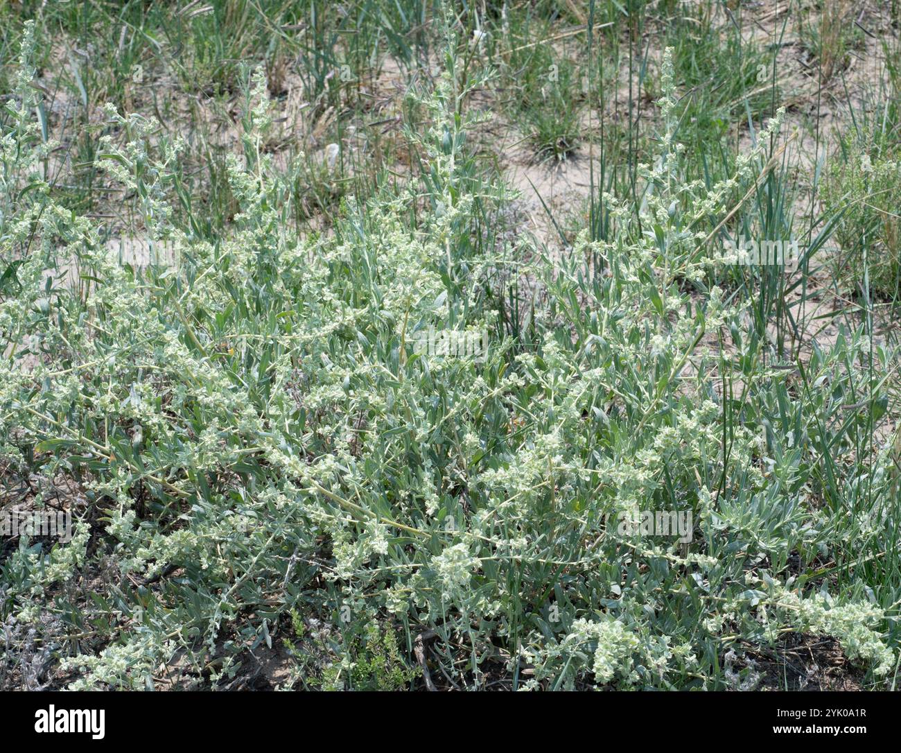 Subfamily chenopodioideae hi-res stock photography and images - Alamy