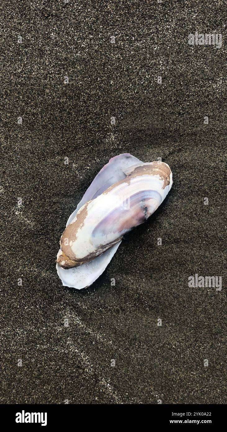 Pacific Razor Clam (Siliqua patula Stock Photo - Alamy