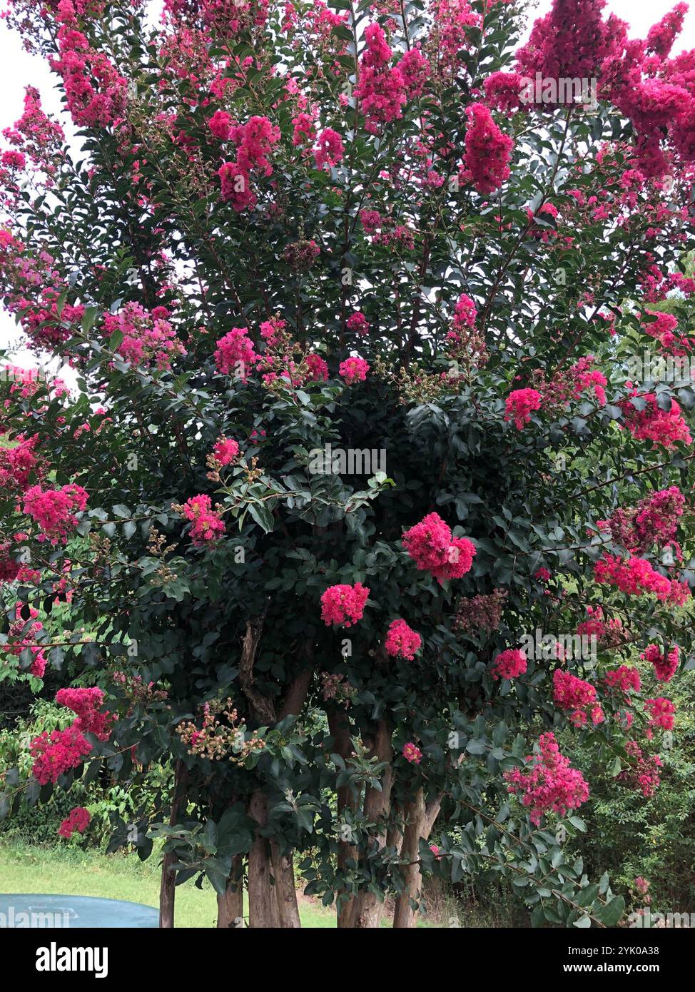 Crape-myrtle (Lagerstroemia indica Stock Photo - Alamy