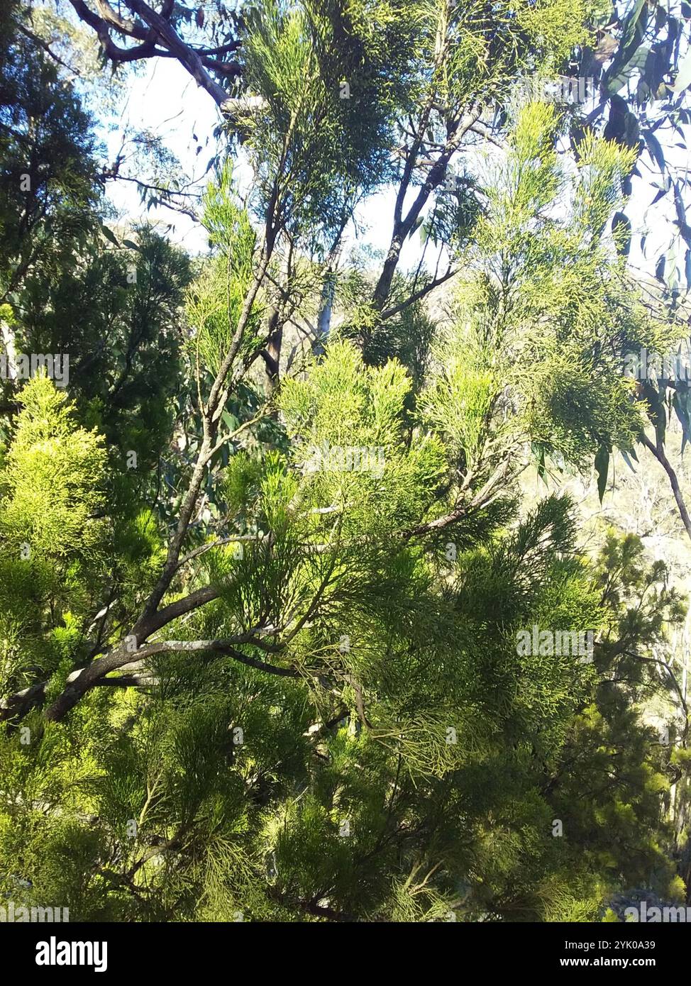 Cherry Ballart (Exocarpos cupressiformis Stock Photo - Alamy