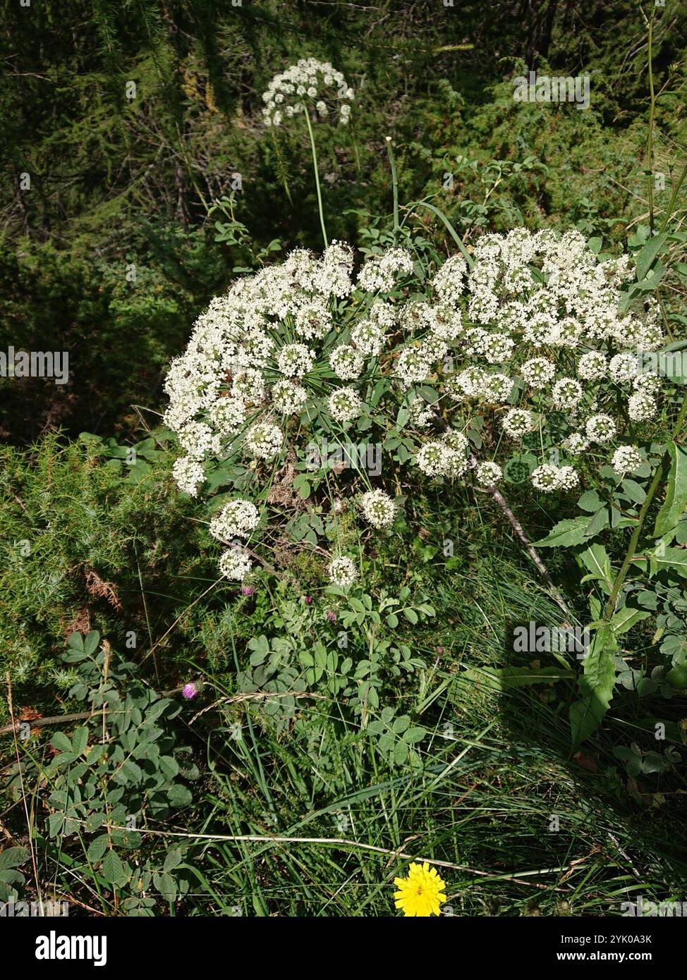 Laserpitium sermountain hi-res stock photography and images - Alamy