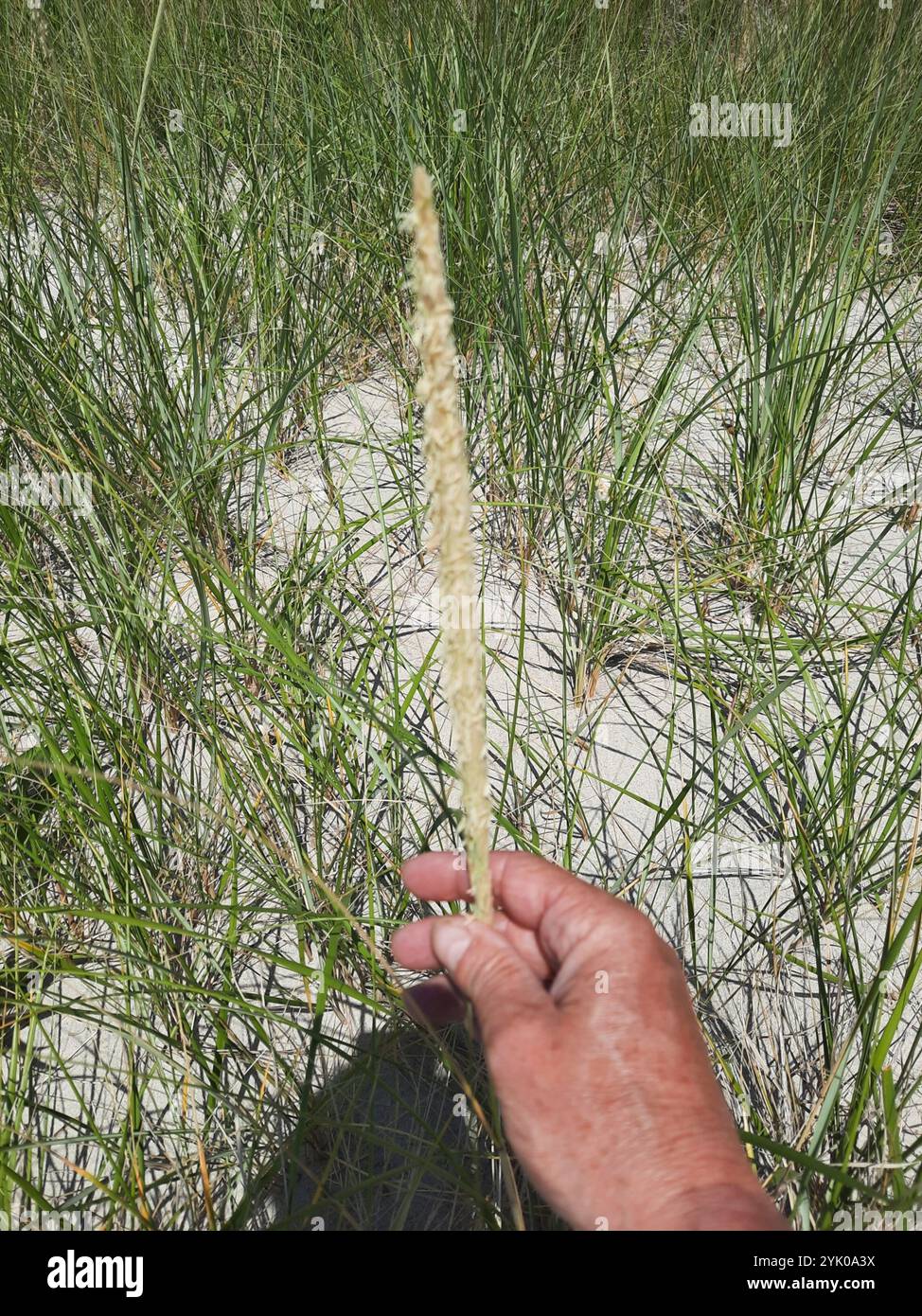 American marram grass (Calamagrostis breviligulata Stock Photo - Alamy