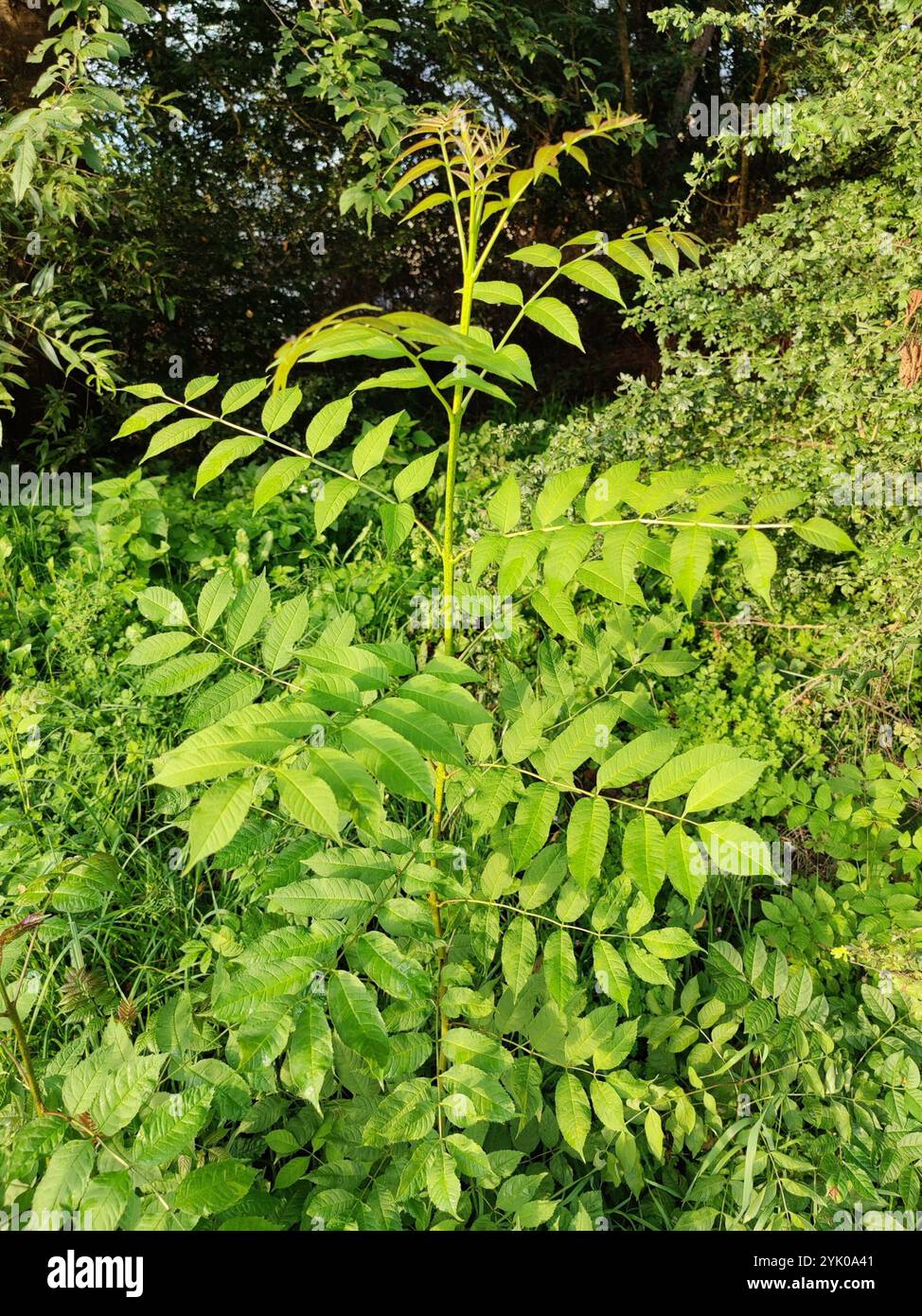 European ash (Fraxinus excelsior Stock Photo - Alamy