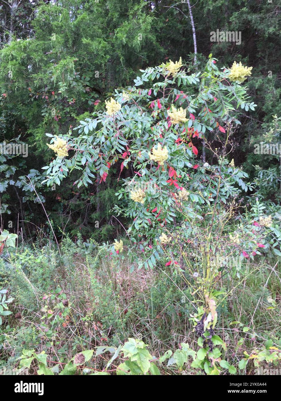 shining sumac (Rhus copallinum Stock Photo - Alamy