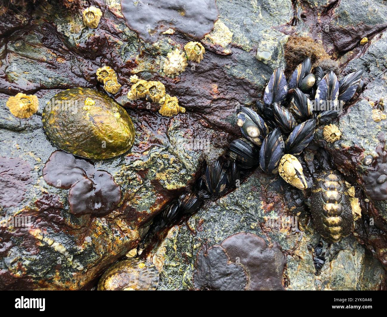 Owl Limpet (Lottia gigantea Stock Photo - Alamy