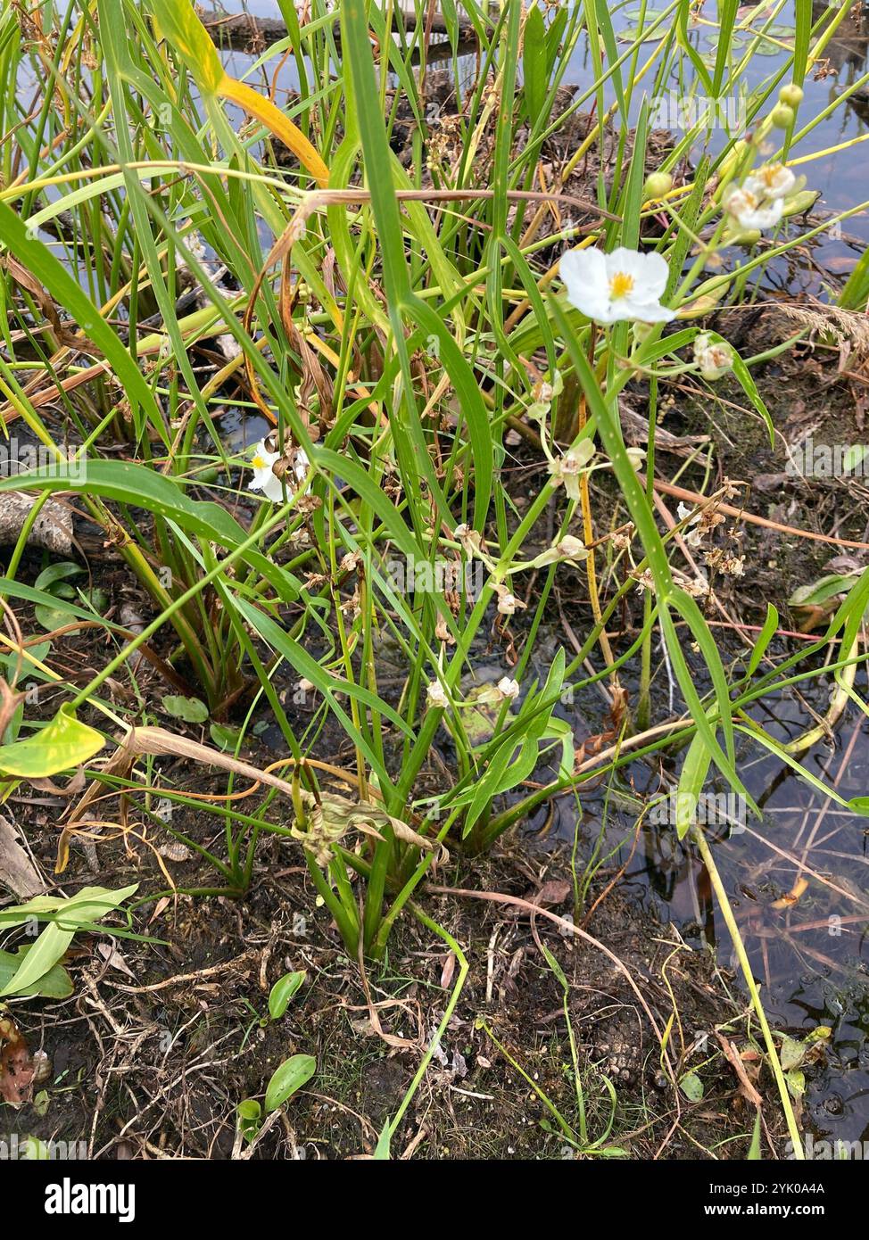 broadleaf arrowhead (Sagittaria latifolia Stock Photo - Alamy