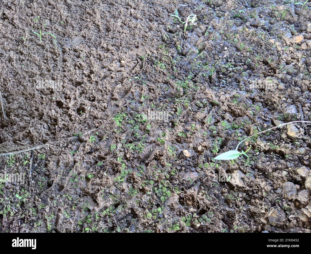 water spangles (Salvinia minima Stock Photo - Alamy