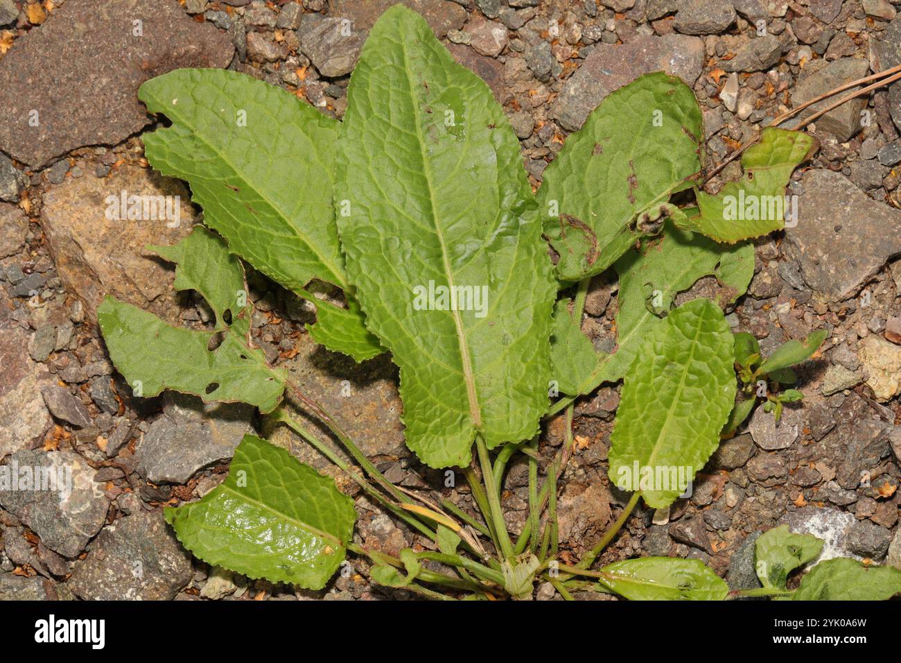 Clustered Dock (Rumex conglomeratus Stock Photo - Alamy