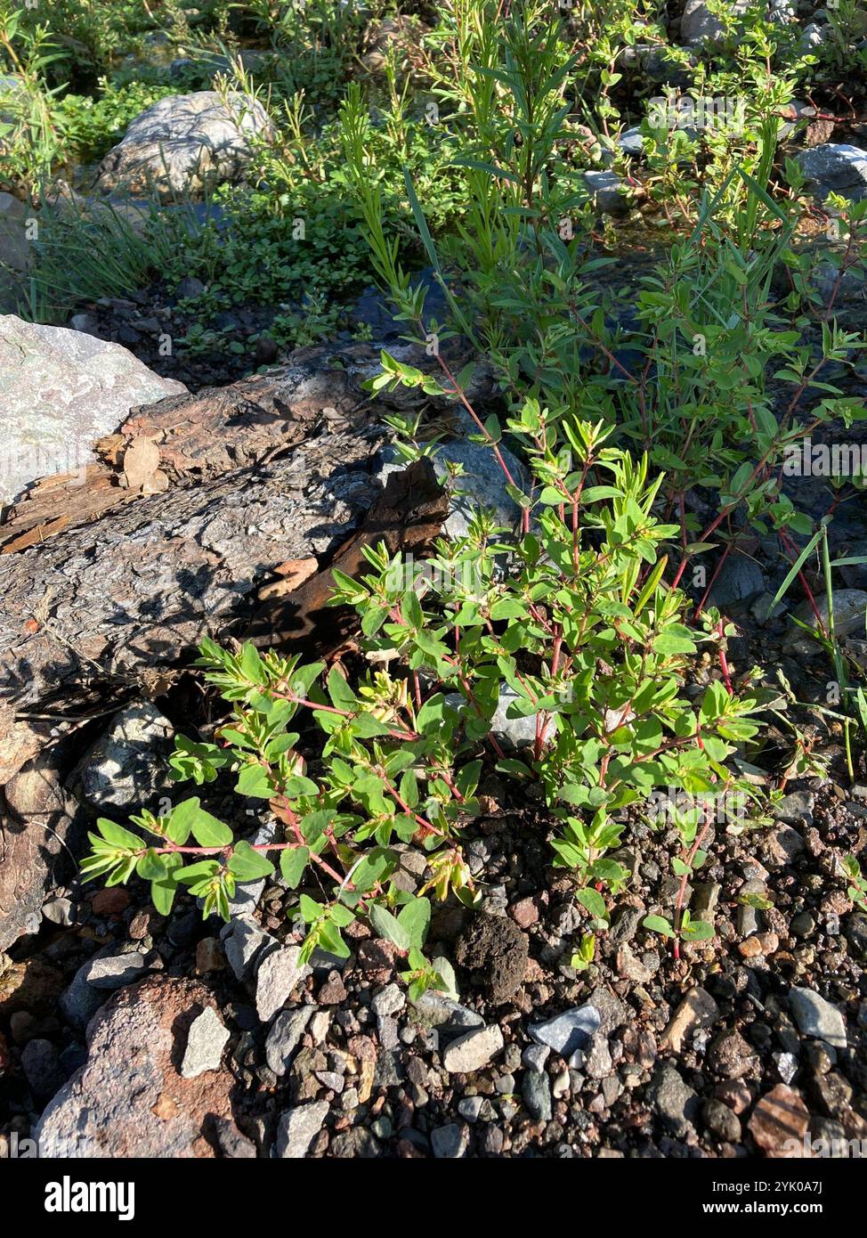 Wormseed Sandmat (Euphorbia vermiculata Stock Photo - Alamy