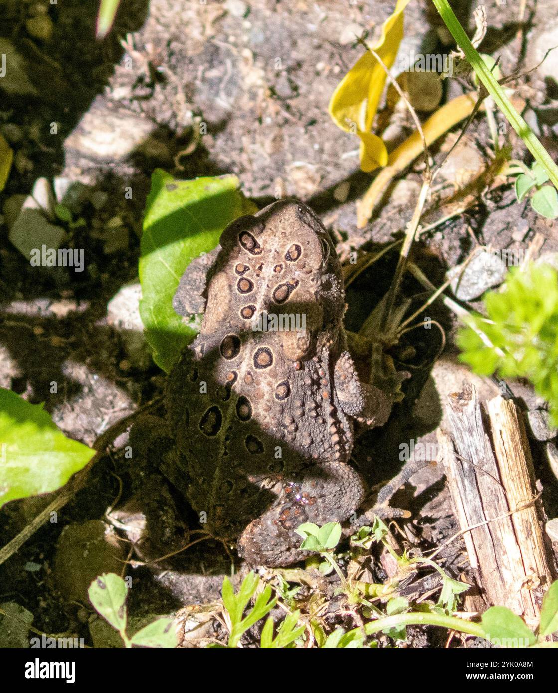 American Toad (Anaxyrus americanus Stock Photo - Alamy