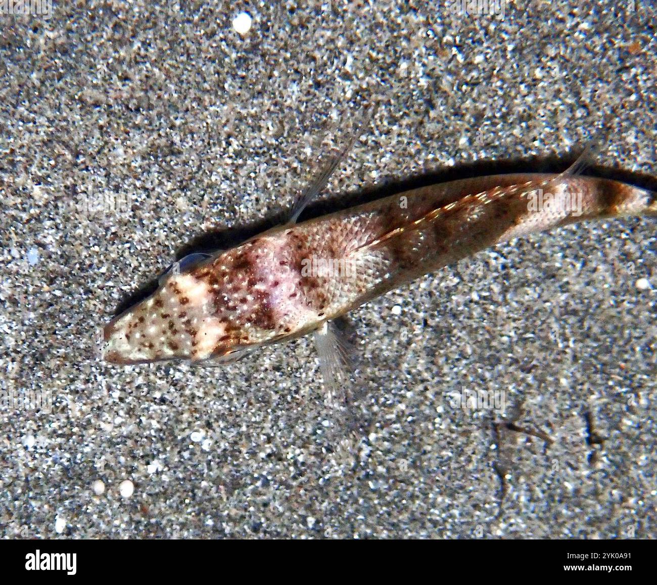 Ray-finned Fishes (Actinopterygii Stock Photo - Alamy