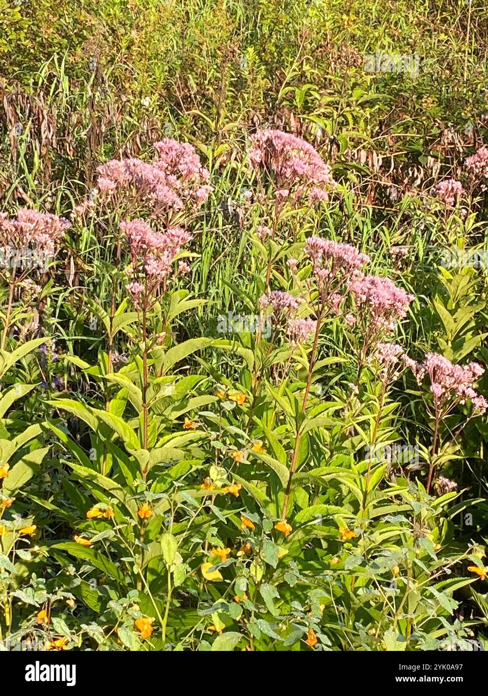 Joe-Pye weeds (Eutrochium Stock Photo - Alamy