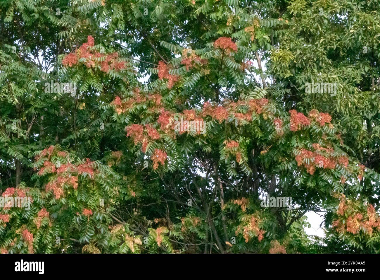 tree-of-heaven (Ailanthus altissima Stock Photo - Alamy