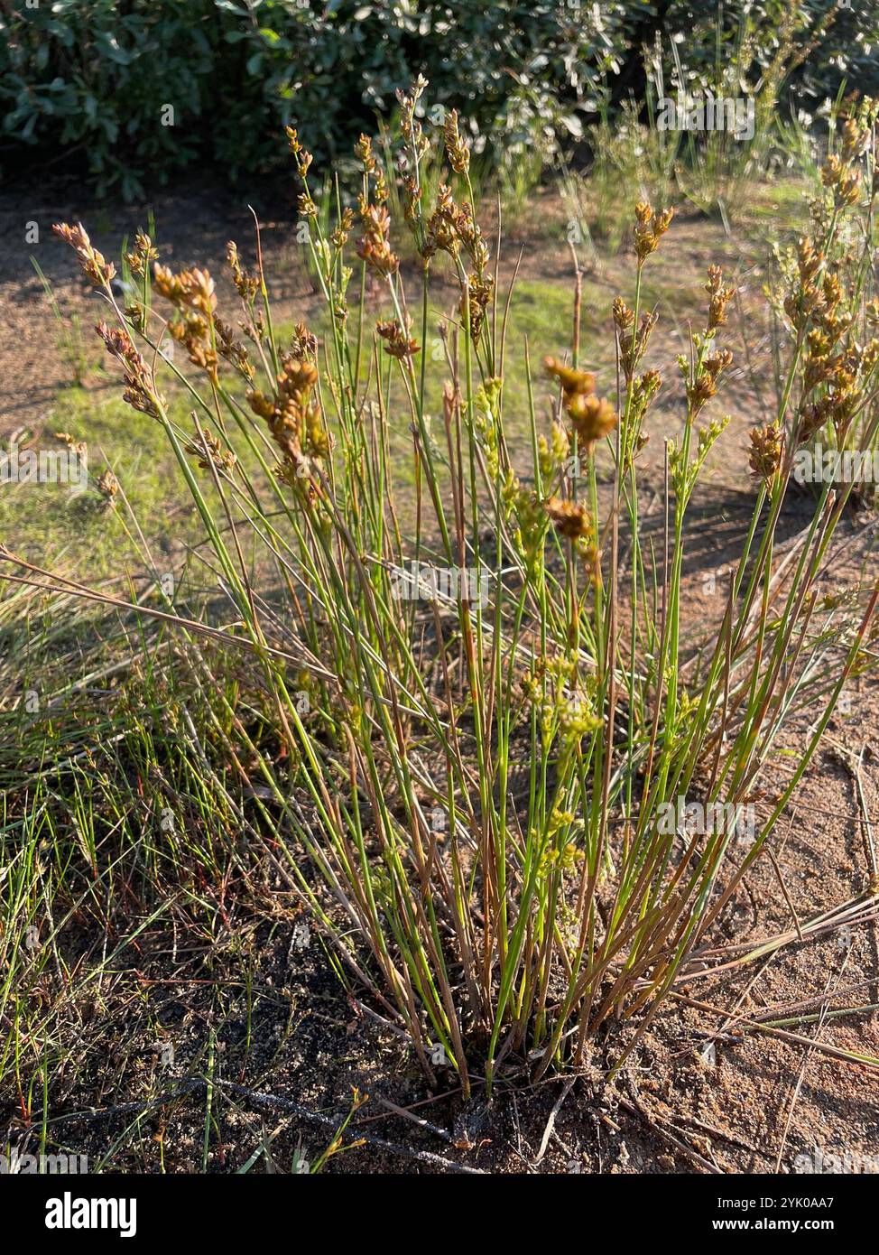 Narrow-panicle Rush (Juncus tweedyi Stock Photo - Alamy
