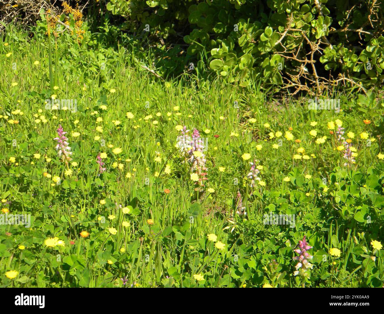 Pale Viooltjie (Lachenalia pallida Stock Photo - Alamy