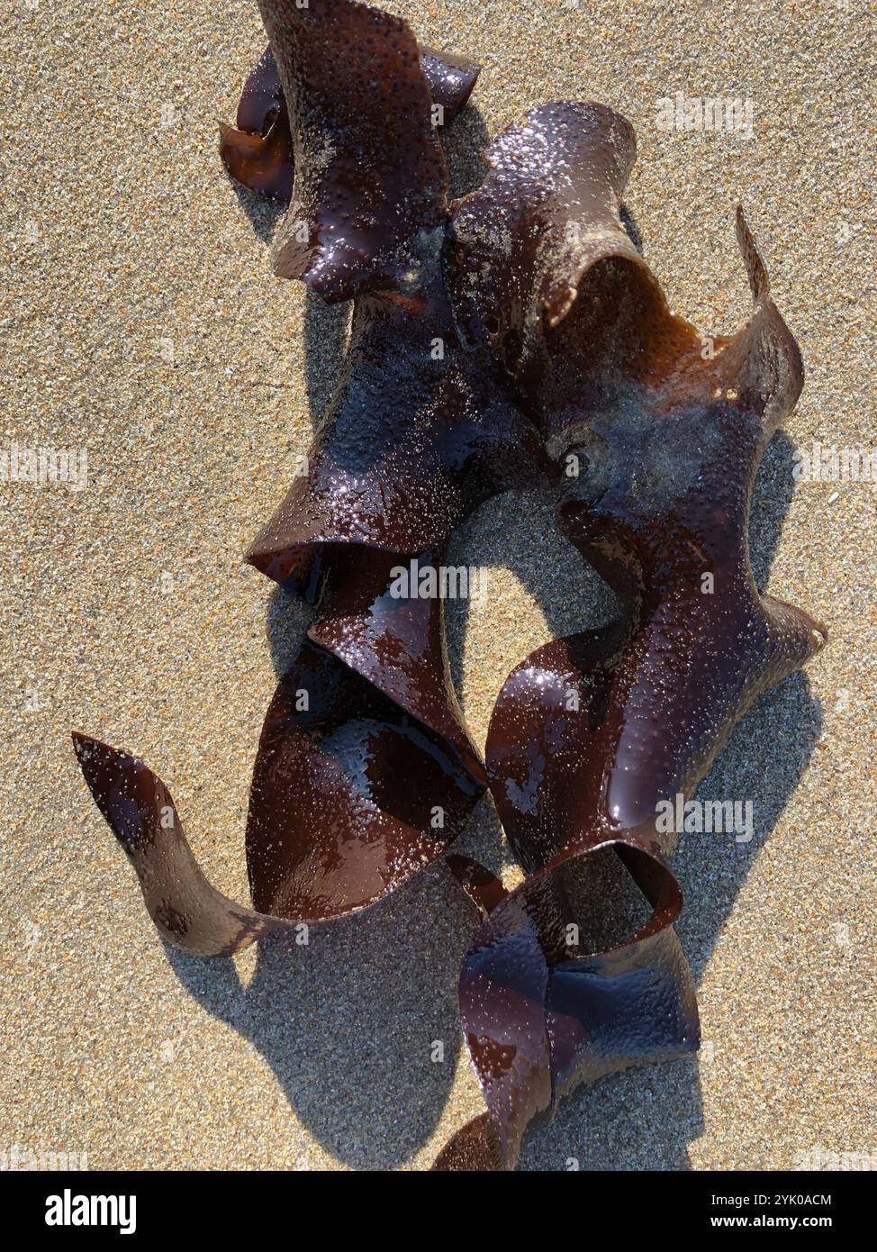 Iridescent Algae (Mazzaella Stock Photo - Alamy