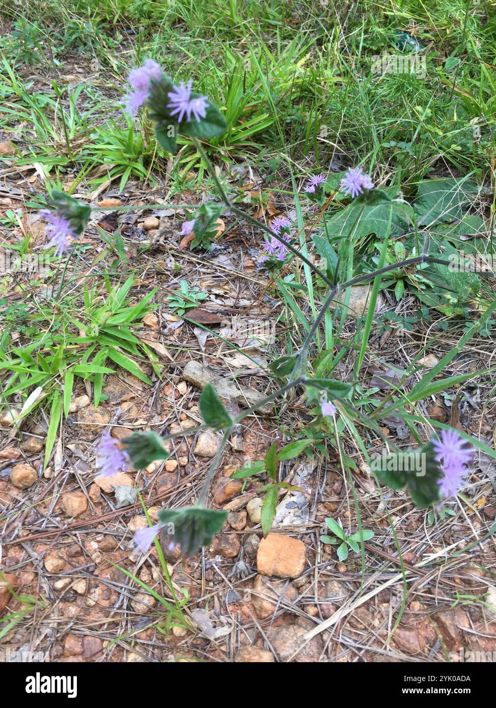common elephant's-foot (Elephantopus tomentosus Stock Photo - Alamy