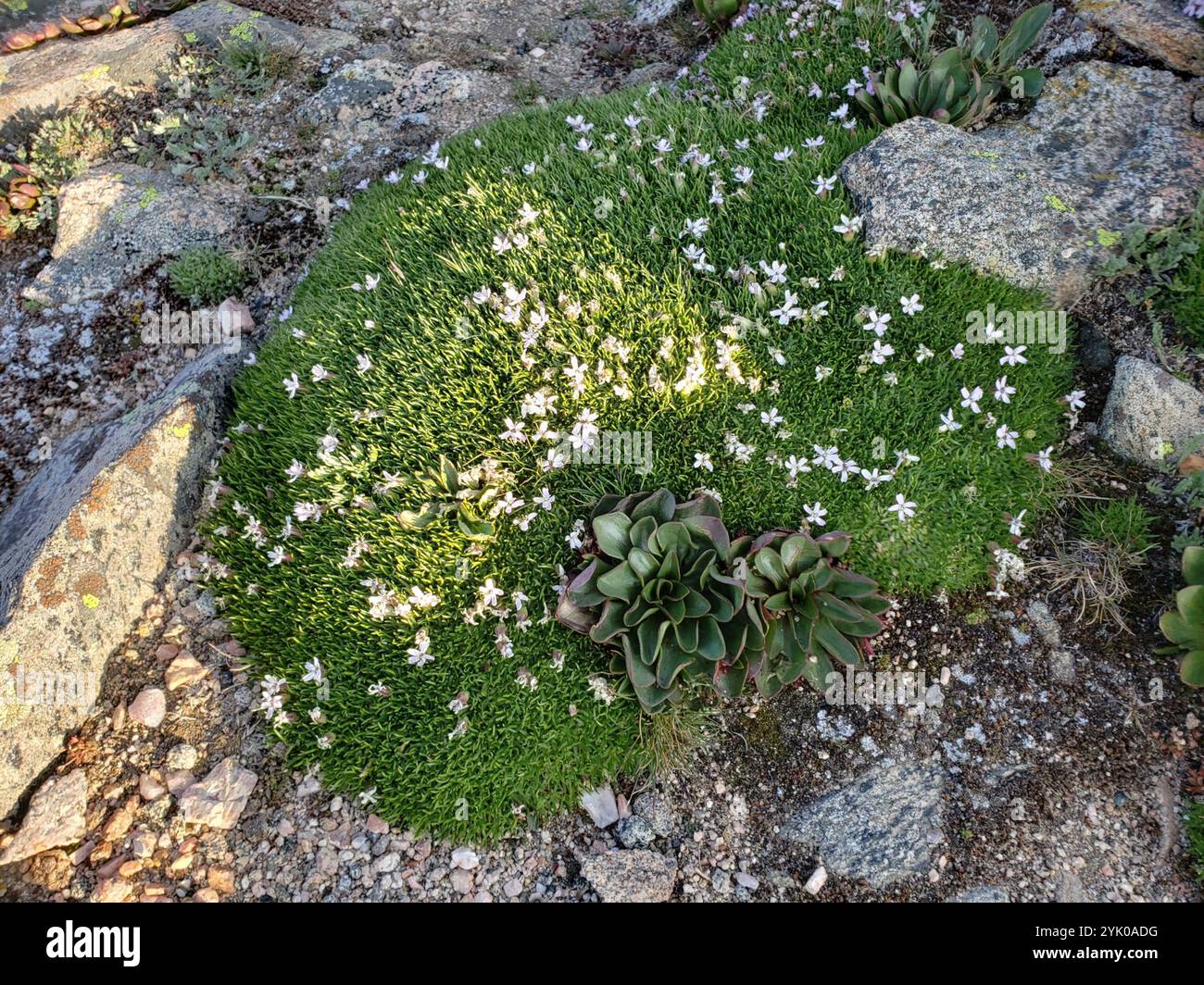 Moss Campion (Silene acaulis Stock Photo - Alamy