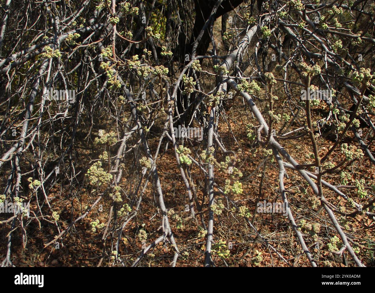 African wild pear hi-res stock photography and images - Alamy