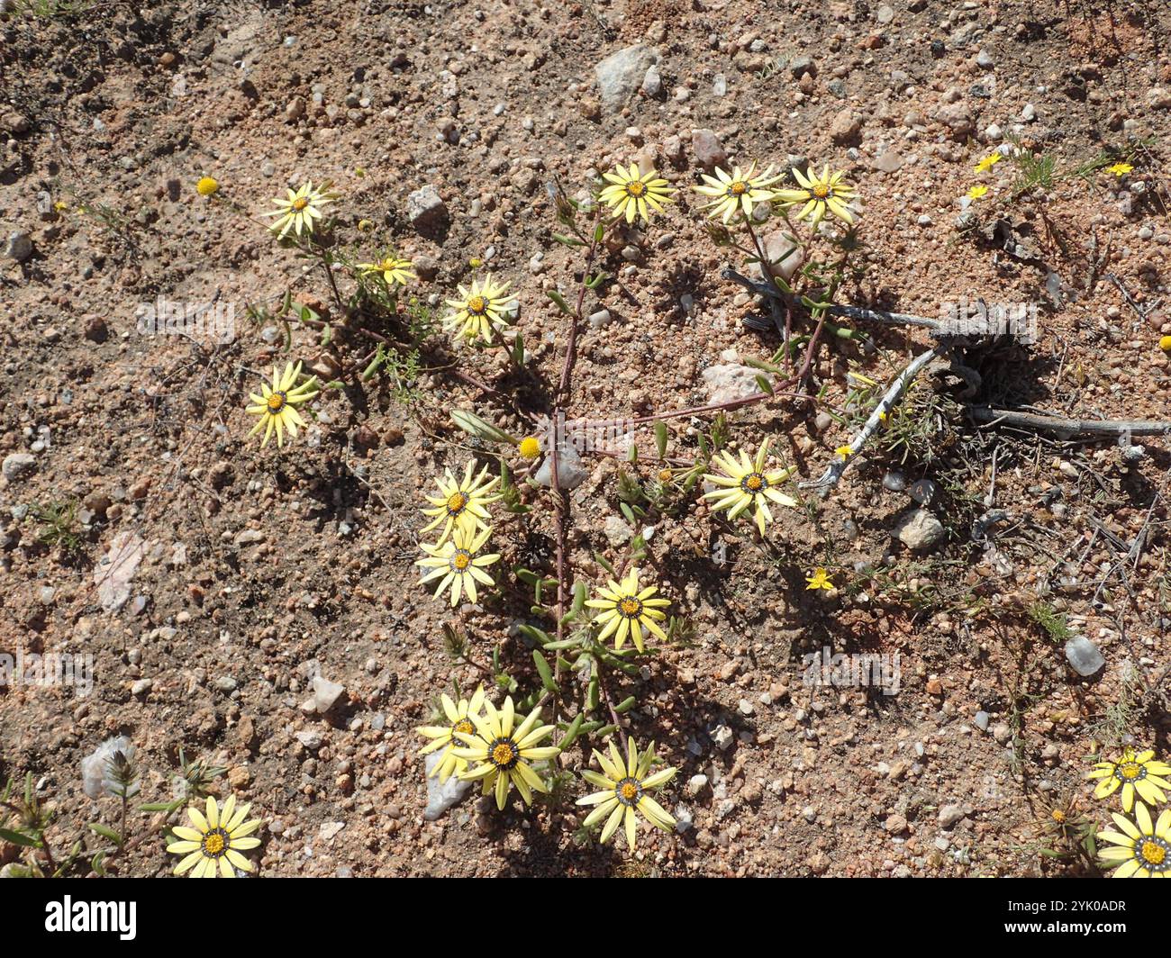 Beetle Daisy (Gorteria diffusa diffusa Stock Photo - Alamy