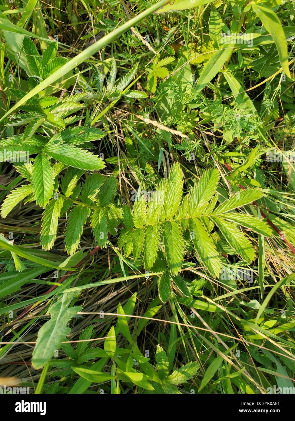 Pacific silverweed (Argentina pacifica Stock Photo - Alamy