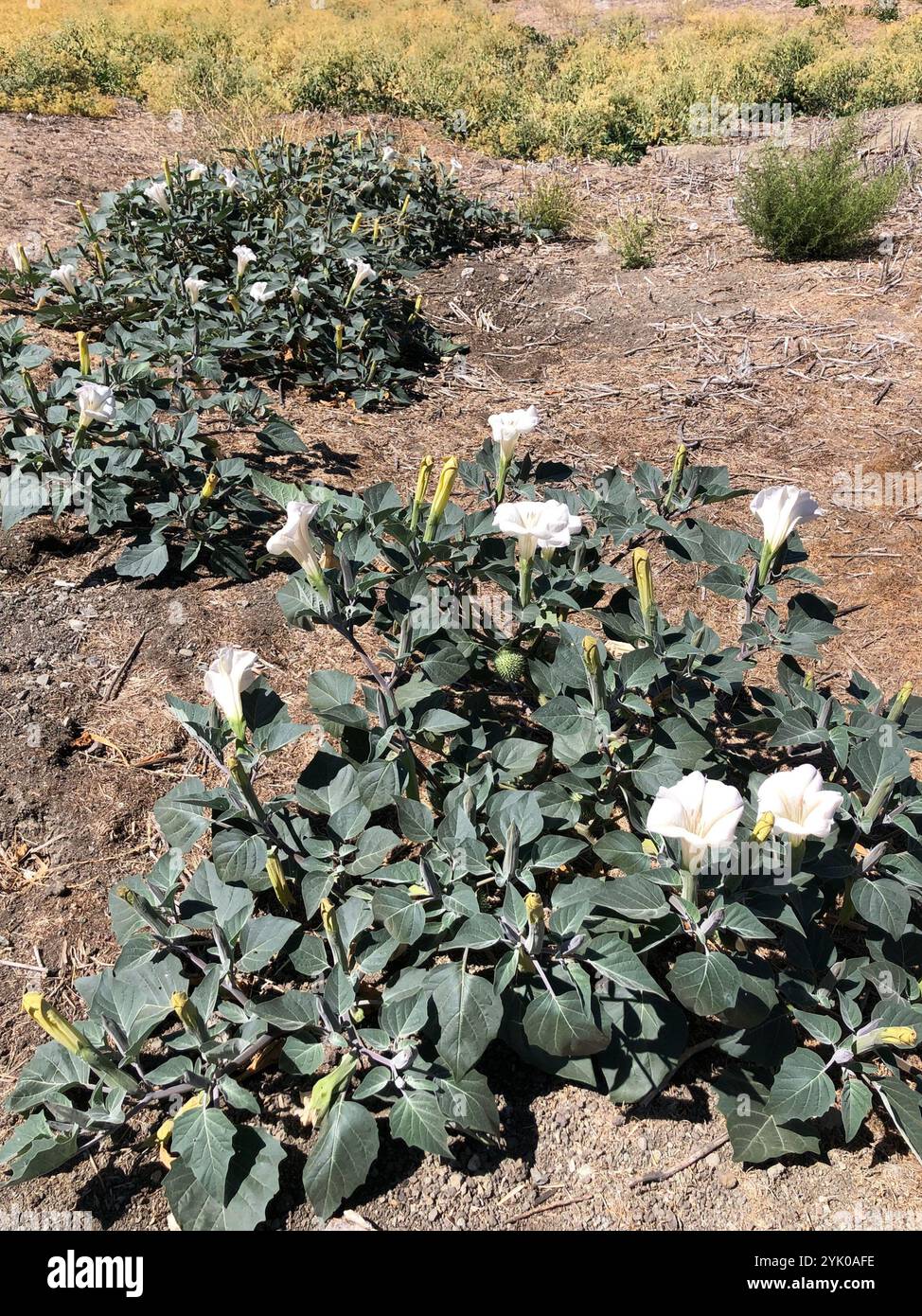 Devil's Trumpets (Datura Stock Photo - Alamy
