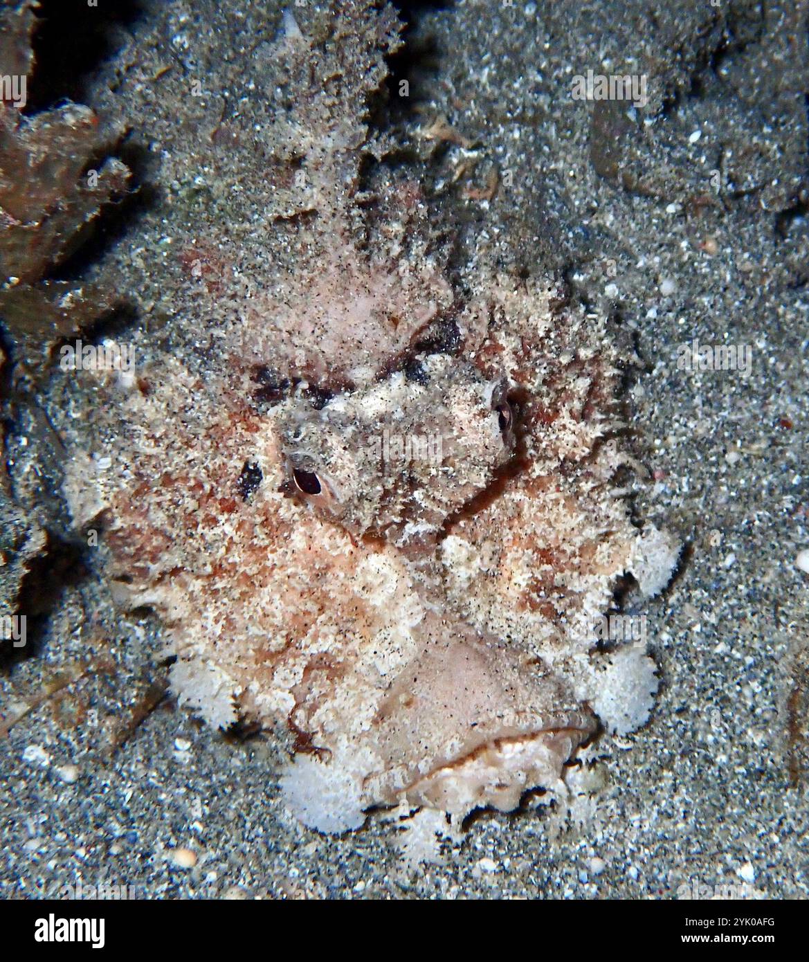 Two-stick stingfish (Inimicus filamentosus Stock Photo - Alamy