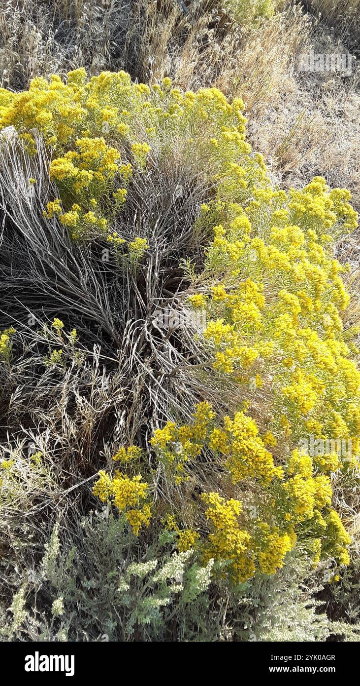 Rubber Rabbitbrush (Ericameria nauseosa Stock Photo - Alamy