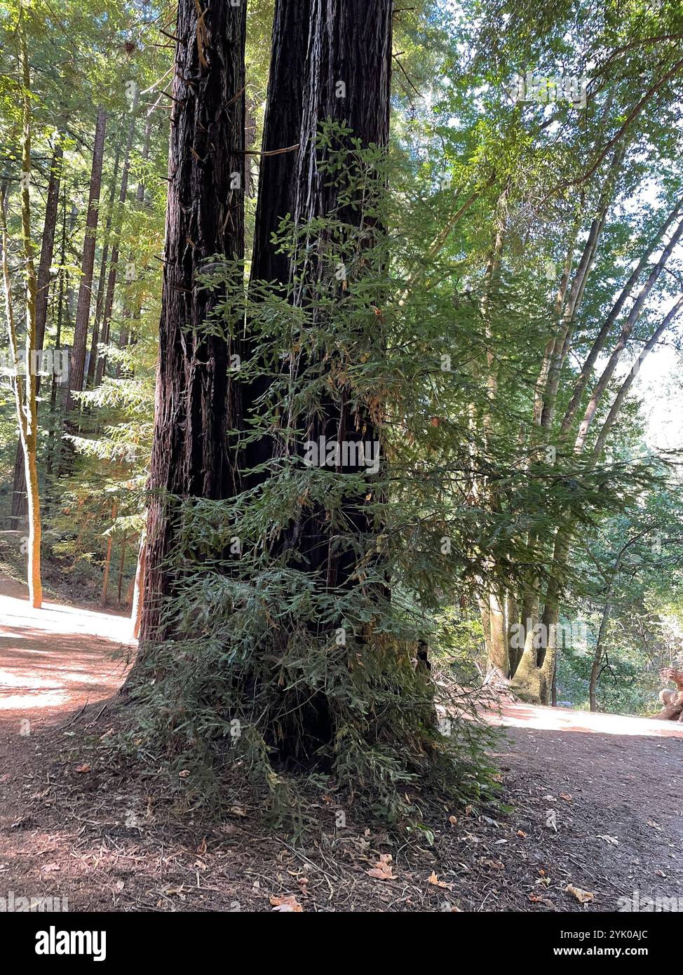 coast redwood (Sequoia sempervirens Stock Photo - Alamy