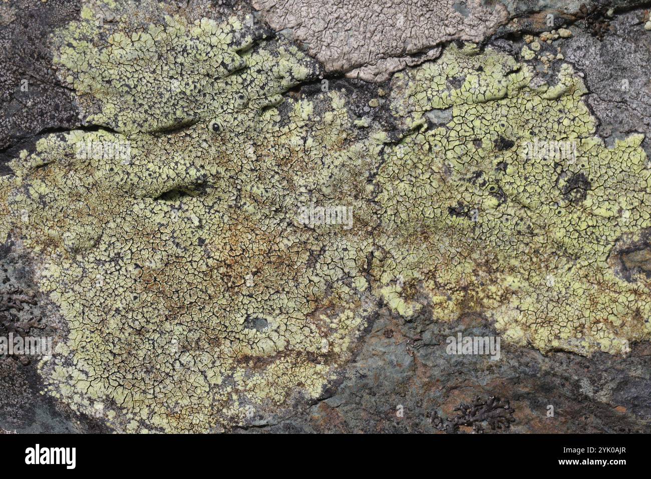 yellow map lichen (Rhizocarpon geographicum Stock Photo - Alamy