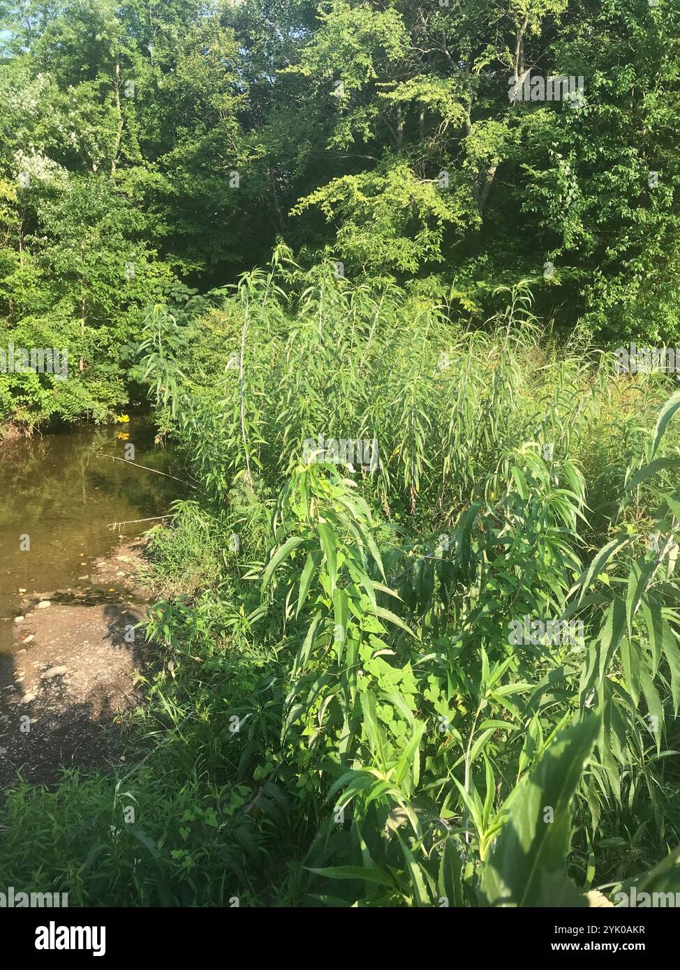 sawtooth sunflower (Helianthus grosseserratus Stock Photo - Alamy
