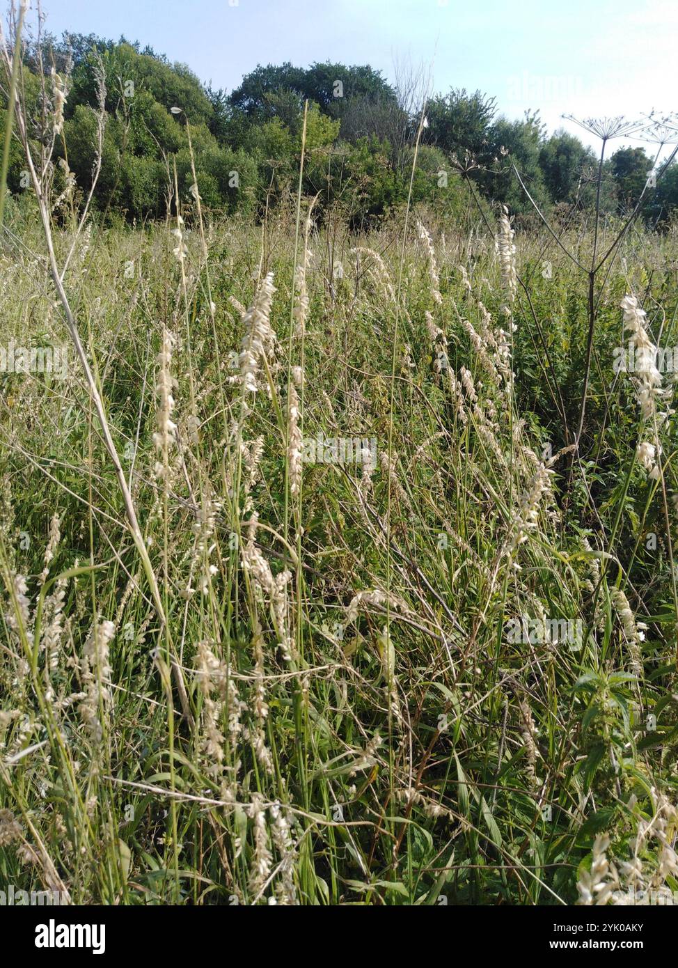 Siberian Melicgrass (Melica altissima Stock Photo - Alamy